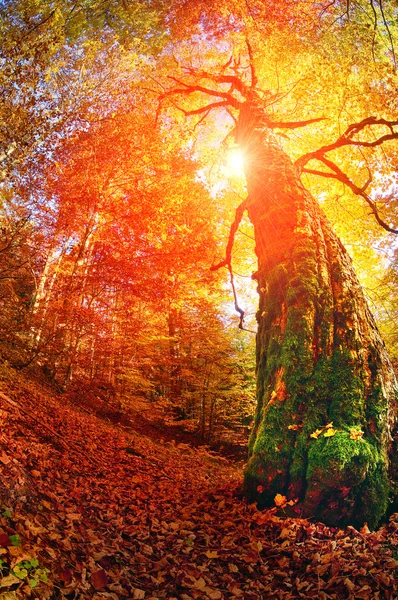 Magic Autumn forest - Stock Image - Everypixel