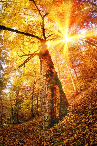 Magic Autumn forest - Stock Image - Everypixel