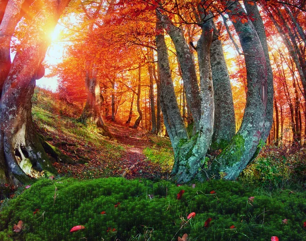 Magic Autumn forest Stock Photo by ©panaramka.ukr.net 90525672