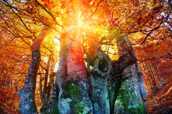 Magic Autumn forest Stock Photo by ©panaramka.ukr.net 90525672