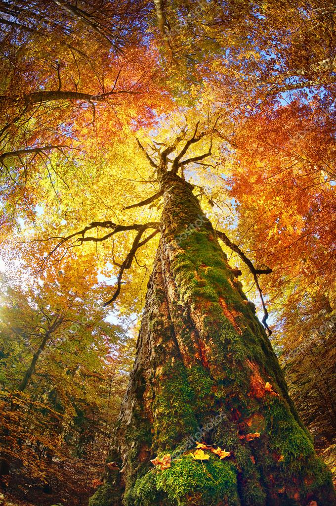 Magic Autumn forest — Stock Photo © panaramka.ukr.net #90525244