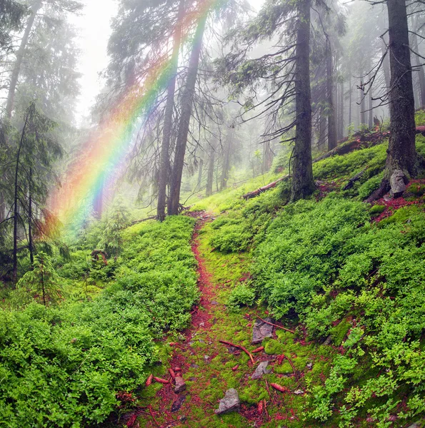 Forest rainbow Stock Photos, Royalty Free Forest rainbow Images ...