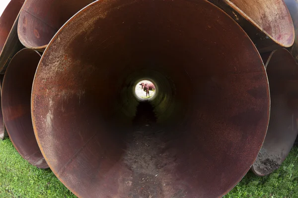 Cow in Huge pipe Stock Photo by ©panaramka.ukr.net 99566792