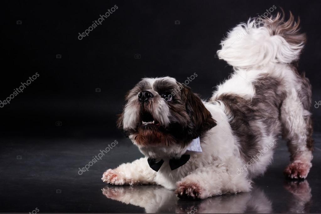 Does The Shih Tzu Bark