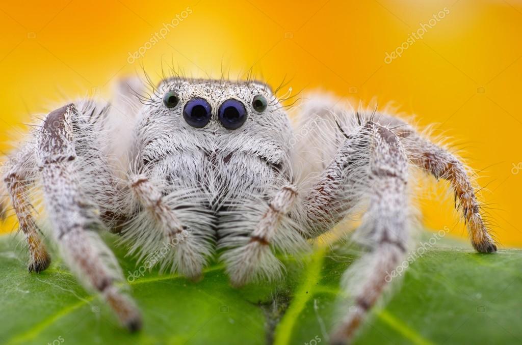 Spider Appreciation Thread
