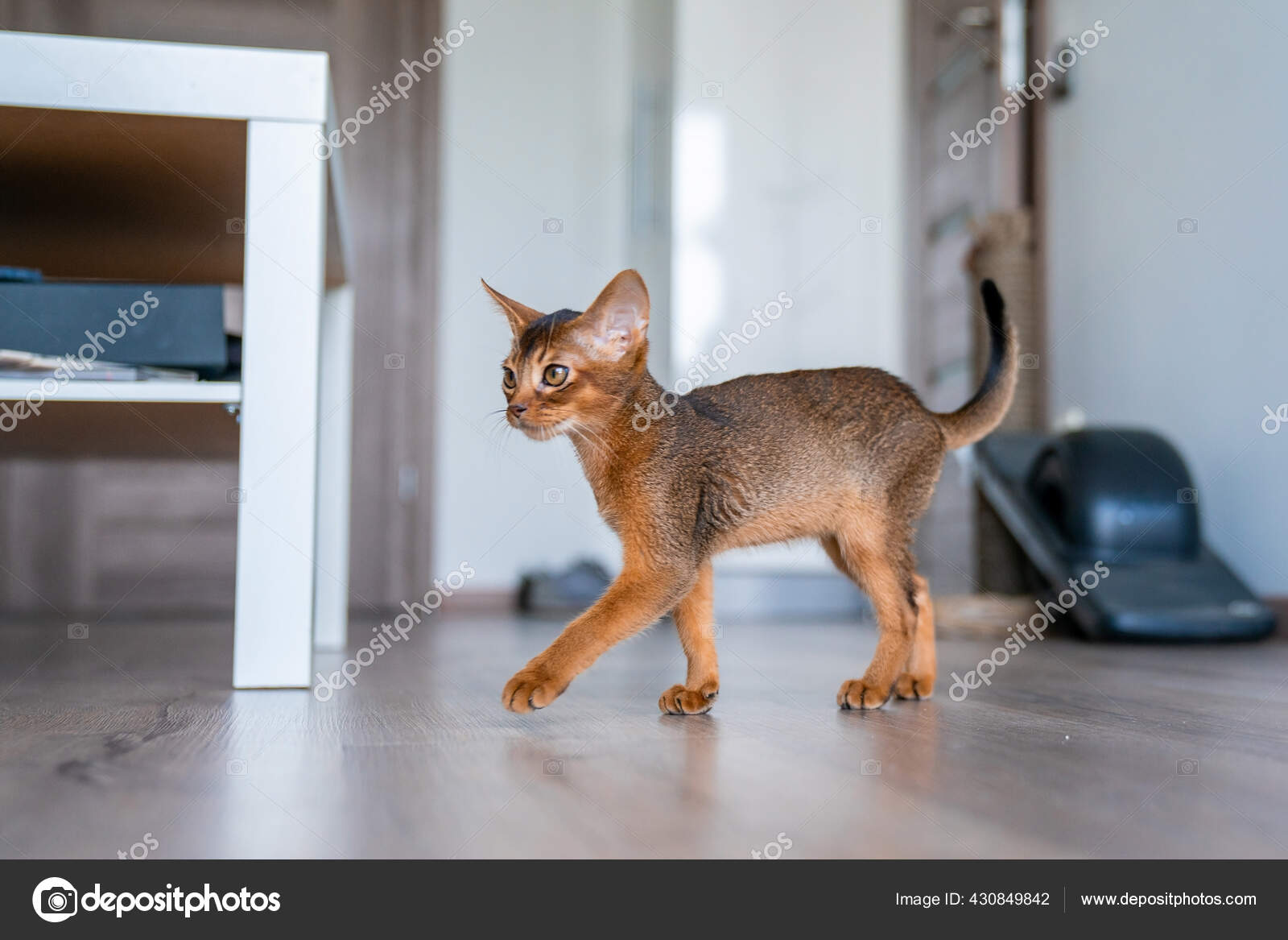 Ruddy Vs Red Abyssinian