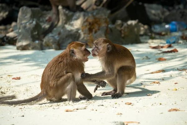 103 Animals arguing Stock Photos, Animals arguing Images | Depositphotos®