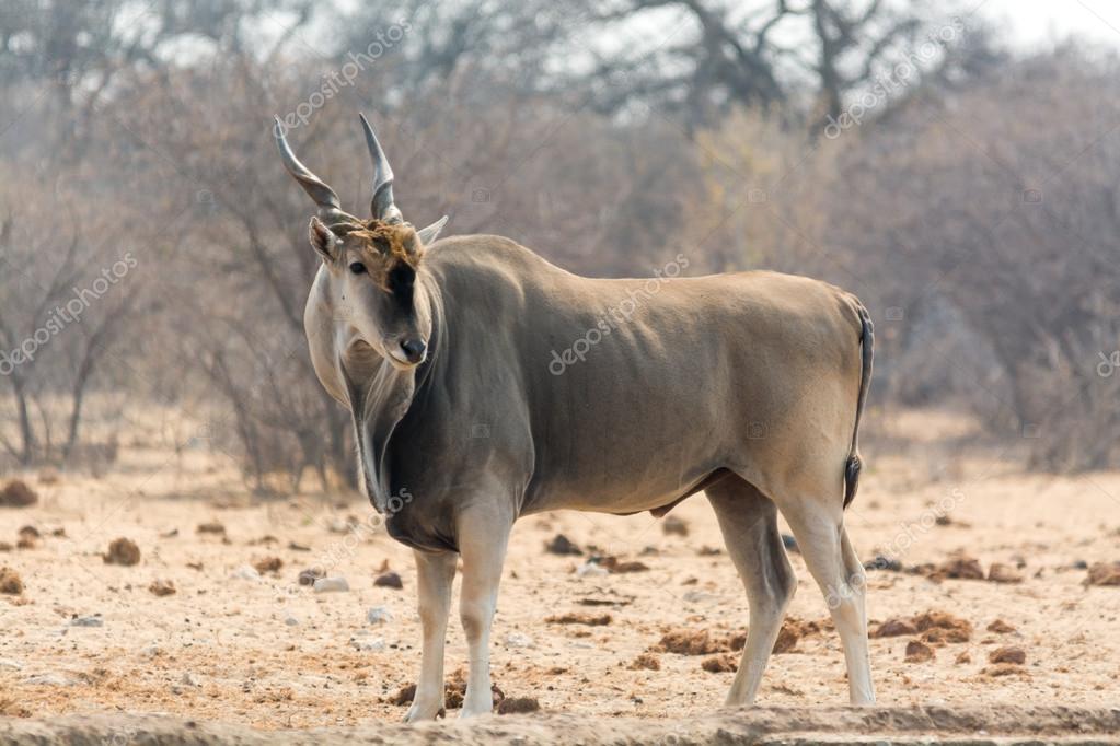 Elan in Namibia — Stock Photo © Friedemeier #104244562