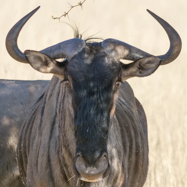Brindled gnu Stock Photos, Royalty Free Brindled gnu Images ...