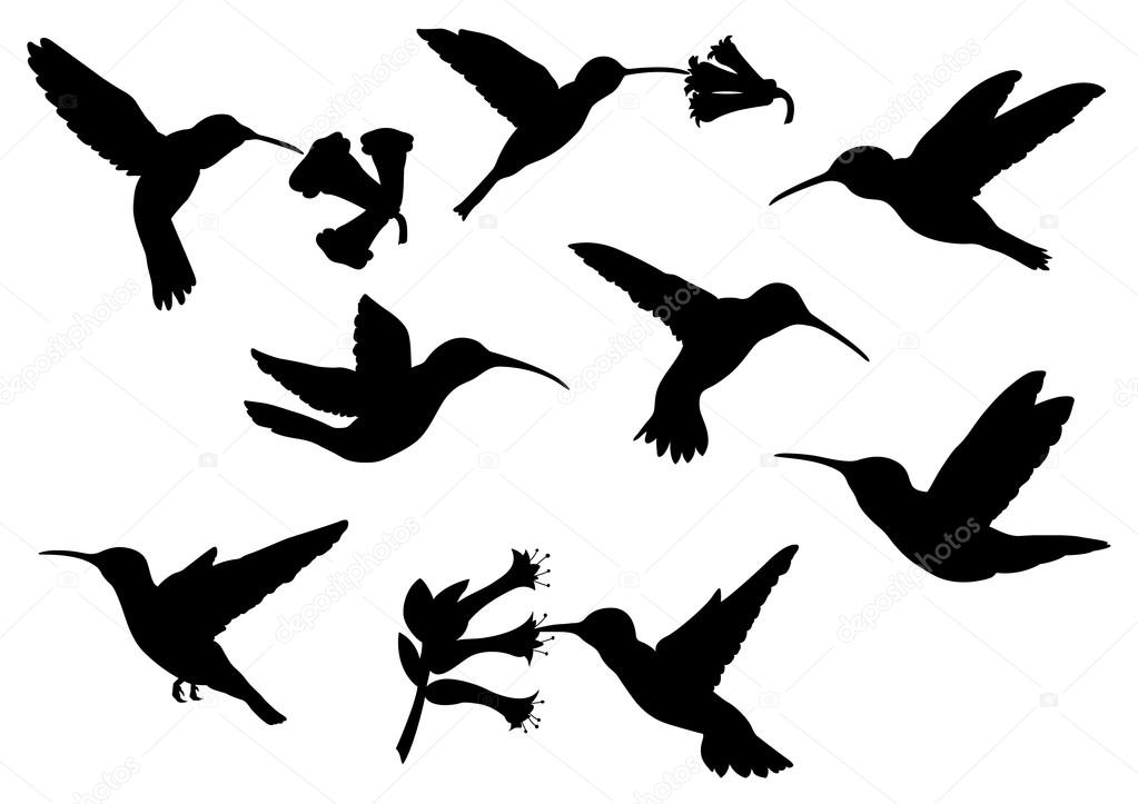 Conjunto de siluetas de Colibri - Imagen vectorial 2024