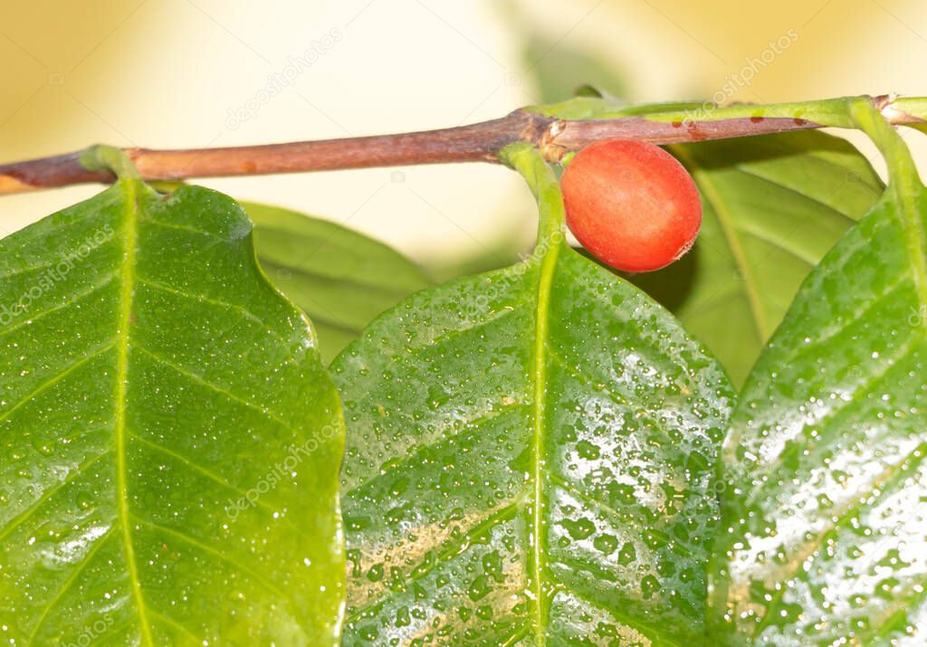 Árbol de café frijoles maduros en el interior, Cómo hacer crecer el ...