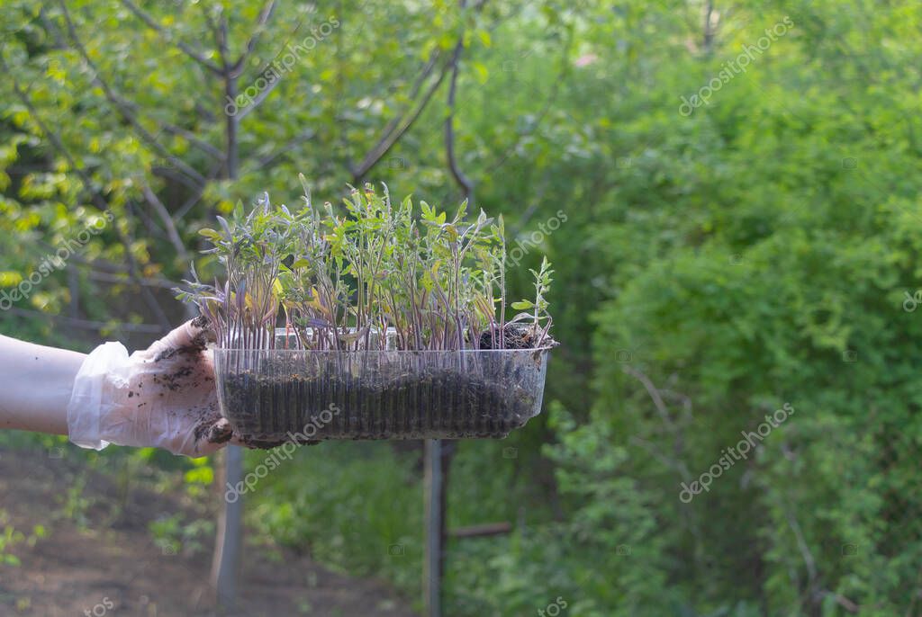 Las pl ntulas de tomate en la mano de una mujer - Un mont n de pl ntulas listas para plantar en ...