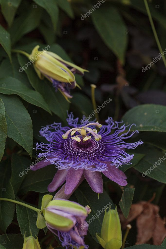 Púrpura flor de la pasión Passiflora caerulea 2024