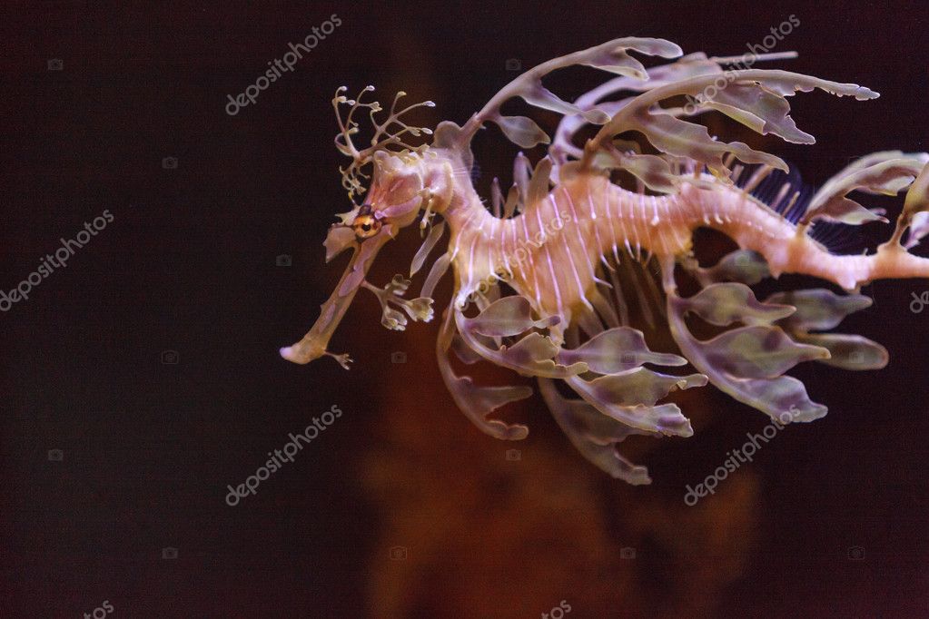 Leafy seadragon, Phycodurus eques Stock Photo by ©stephstarr9363@gmail ...