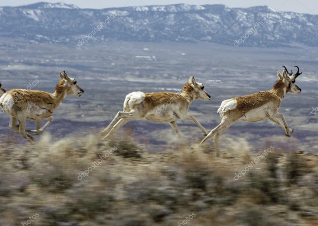 Antelope Running