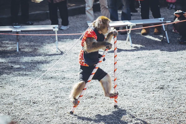 ᐈ Primate stock photos, Royalty Free primate pictures | download on ...