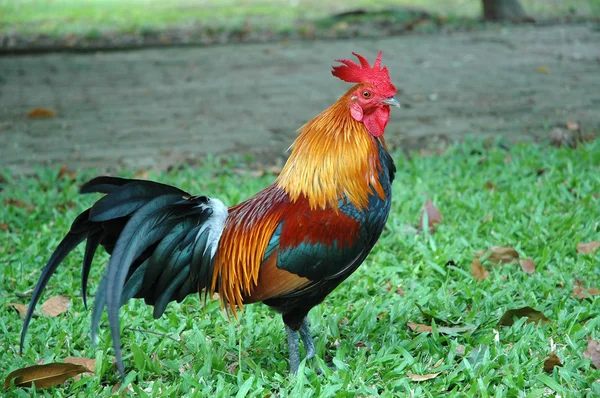 Colorful rooster Stock Photo by ©CelsoDiniz 31030203