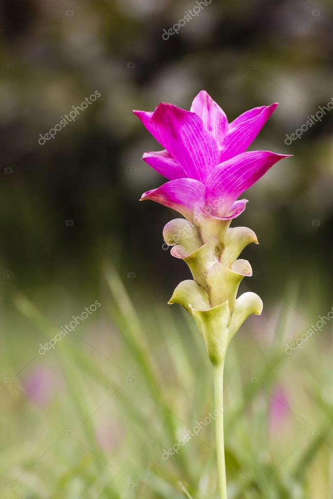 flor de curcuma rosa, tulipán Siam 2022