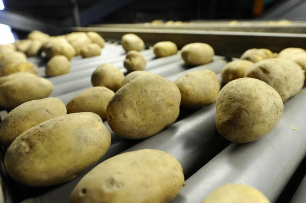 Potato processing Stock Photos, Royalty Free Potato processing Images ...