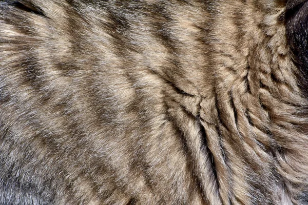 Cat fur background texture Stock Photo by ©jeramey.lende.gmail.com ...