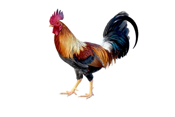White background rooster Stock Photos, Royalty Free White background ...