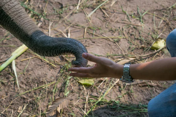 Python — Stock Photo © arztsamui #9886043