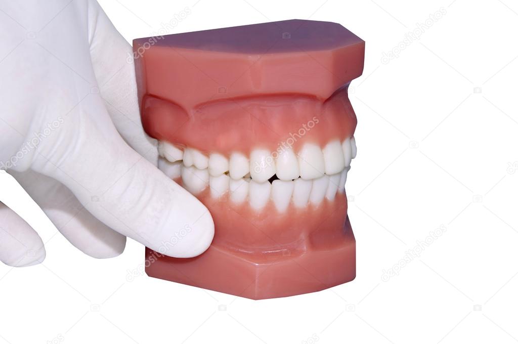 Dentist hand show model of teeth, isolated on white Stock Photo by ...