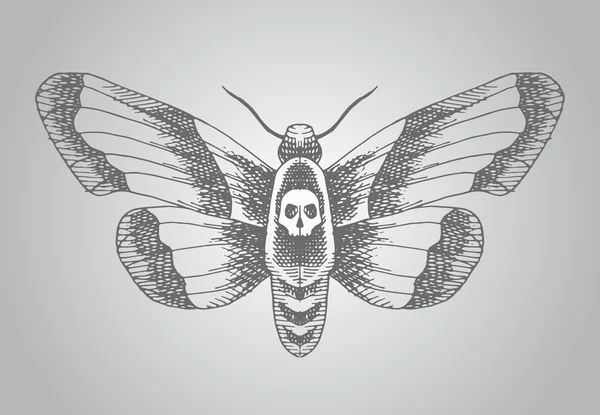 Death head moth Stock Vector Image by ©hlivnyk.a.gmail.com #109779502