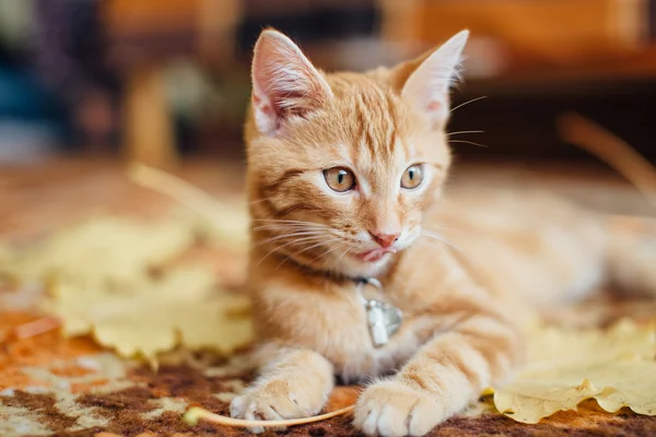 Yellow cat Images - Search Images on Everypixel