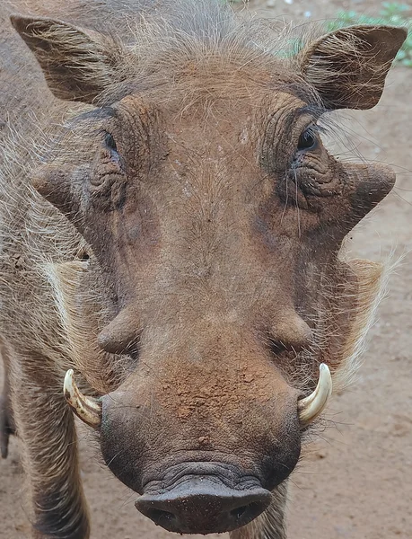 Warthog tusks Stock Photos, Royalty Free Warthog tusks Images ...