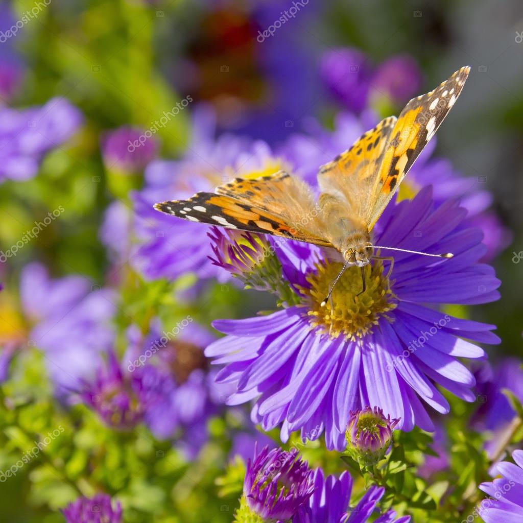 Dama pintada, Distelfalter, Vanessa cardui, una mariposa colorida que ...