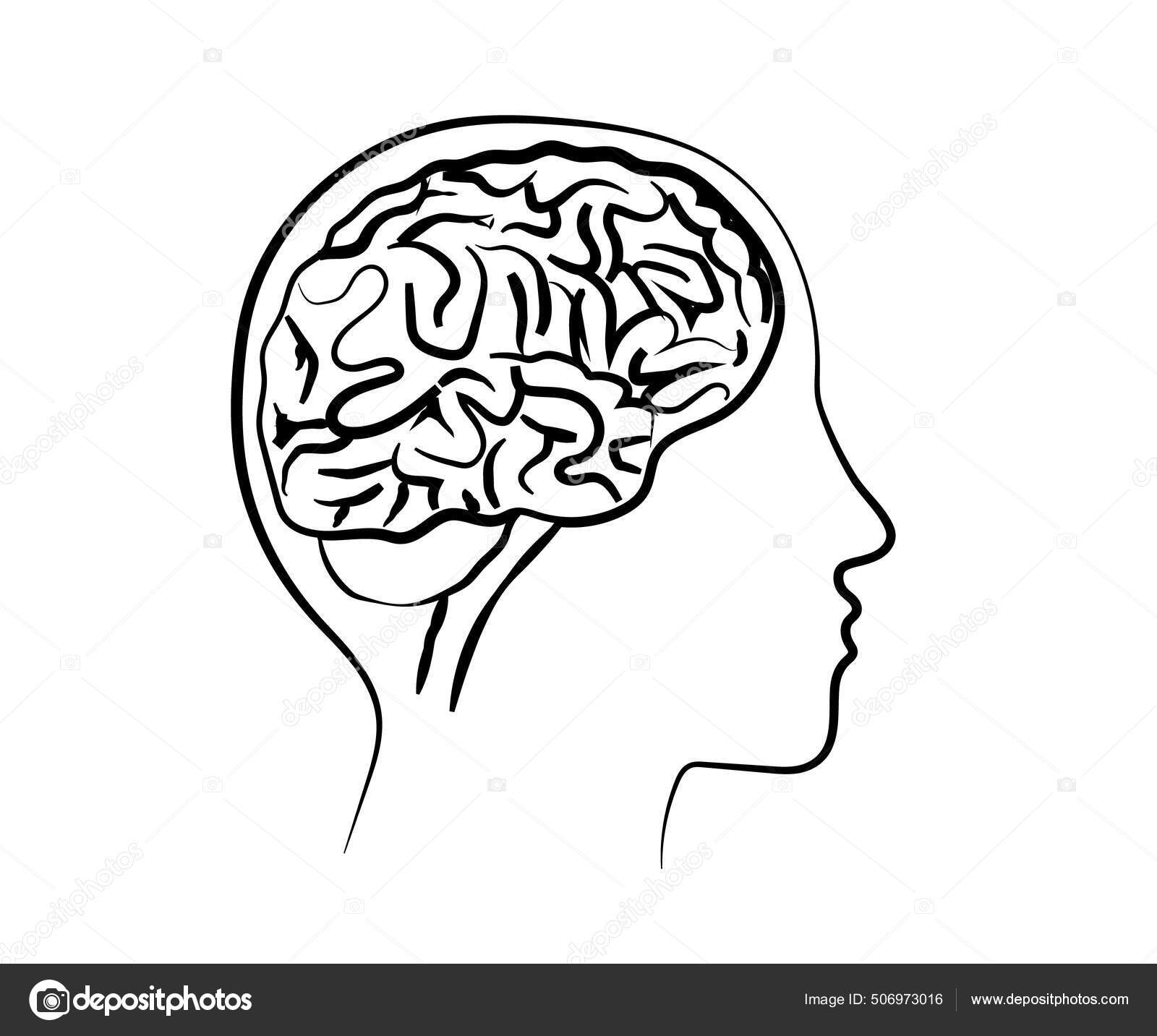 Silueta De Cabeza Con Cerebro Silueta De La Cabeza Y El Cerebro