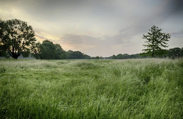Grass field Stock Photos, Royalty Free Grass field Images | Depositphotos