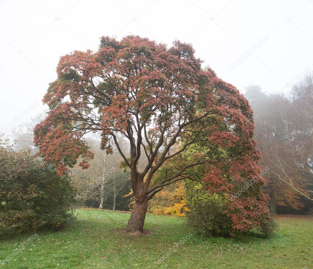 Acer Griseum tree — Stock Photo © dafyddapw #89860022