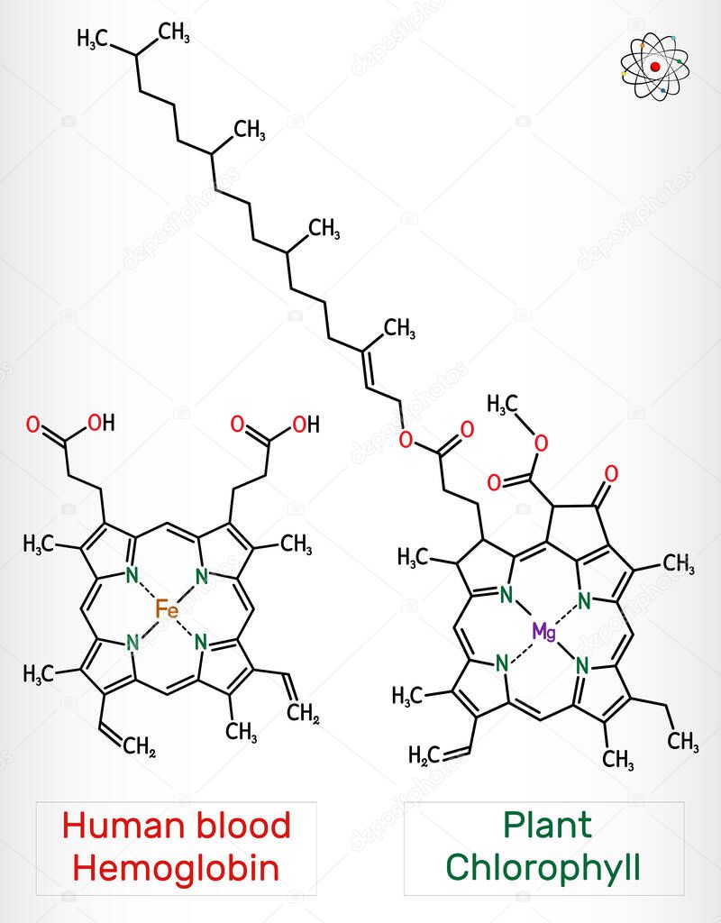 Planta Clorofila y sangre humana Hemoglobina (hemo B, hemo B) molécula ...