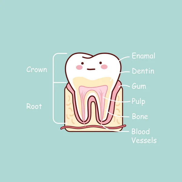 Tooth anatomy cartoon | Cartoon tooth anatomy chart — Stock Vector ...