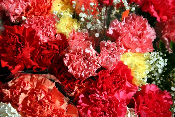 Imágenes de Claveles, fotos de Claveles sin royalties | Depositphotos