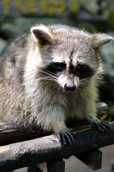 Imágenes de Mapache triste, fotos de Mapache triste sin royalties ...