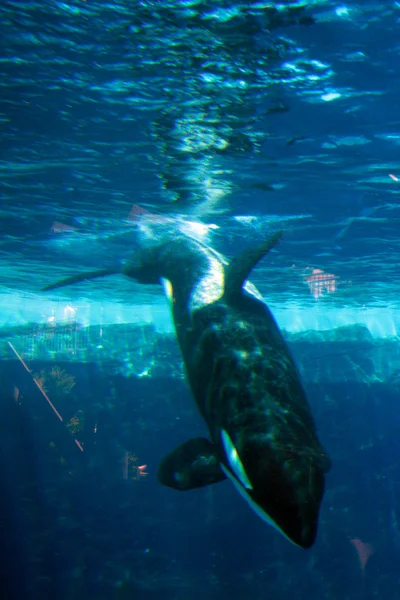 Killer whale park stok fotoğraflar | Killer whale park telifsiz ...