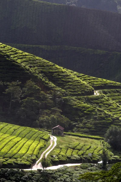 Cameron Highland, Malaysia - Stock Image - Everypixel