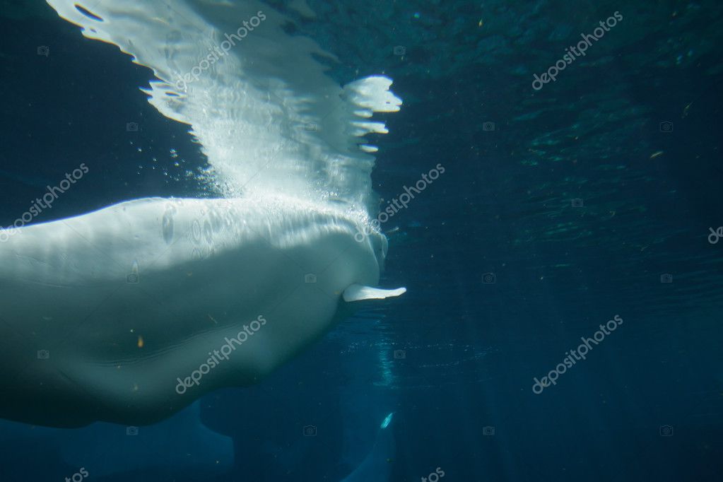 White Beluga Whale — Stock Photo © coleong #112051888