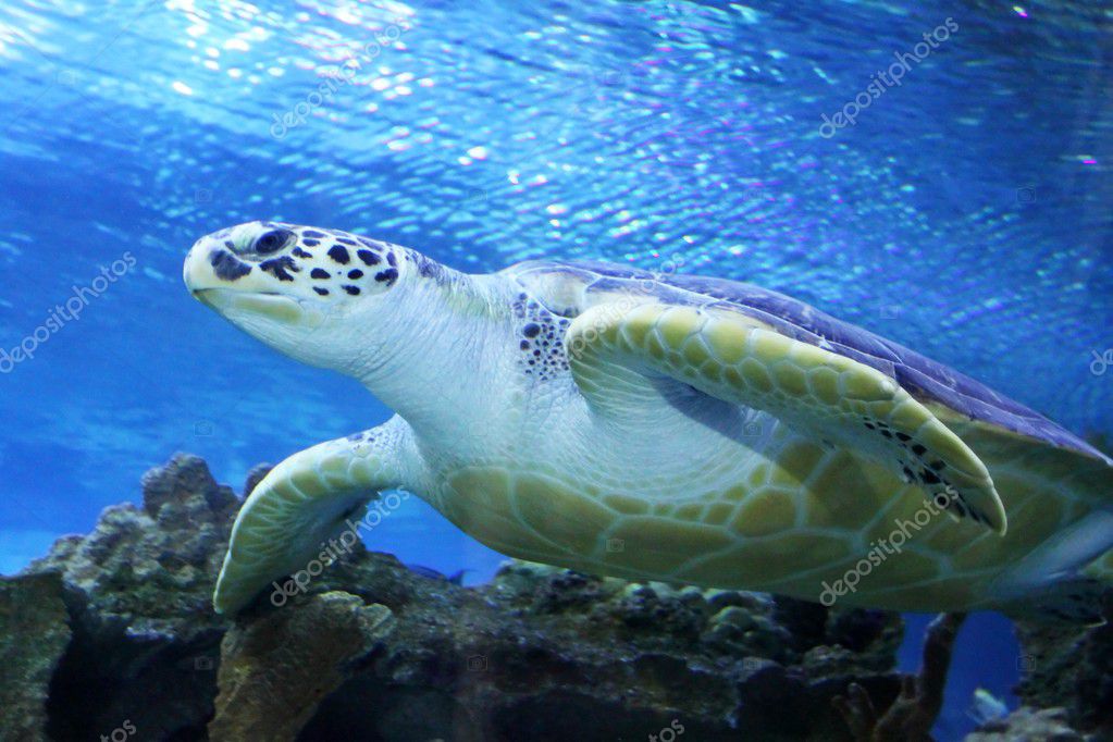 Green Sea Turtle swimming — Stock Editorial Photo © coleong #118857492