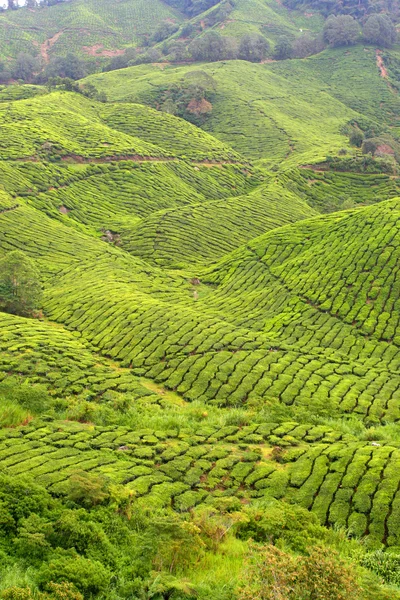 Cameron Highland, Malaysia - Stock Image - Everypixel