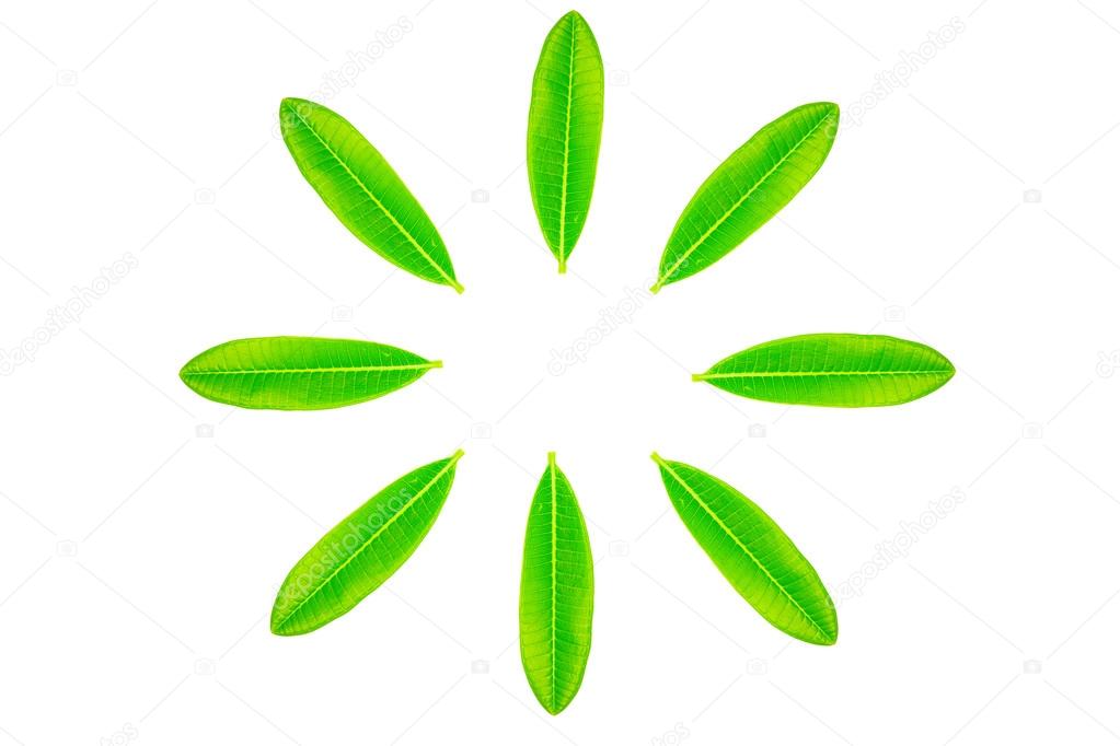 Green leaf with circle pattern — Stock Photo © PHIRAWAS.M.hotmail.com ...
