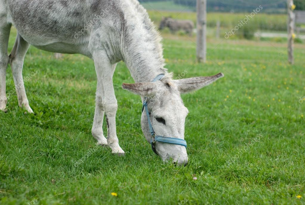 Gray donkey eating grass in a green field enclosure — Stock Photo ...