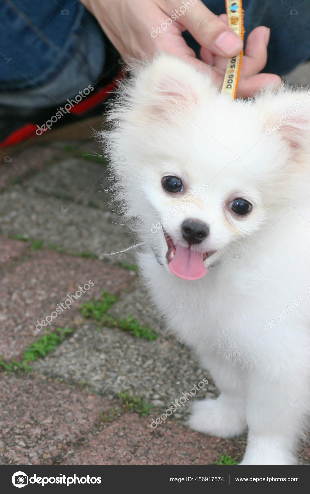 May 2005 Dog Sai Kung Hong Kong — Stock Photo © sameashk.yahoo.com.hk ...