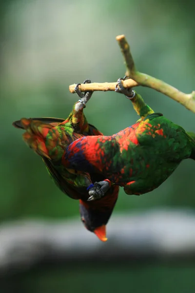 Parrot landing Stock Photos, Royalty Free Parrot landing Images ...