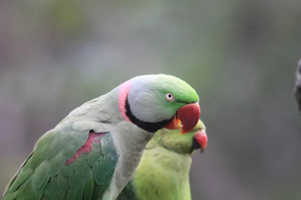 Tasmanian parrots Stock Photos, Royalty Free Tasmanian parrots Images ...