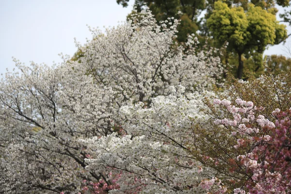 Canberra spring Stock Photos, Royalty Free Canberra spring Images ...