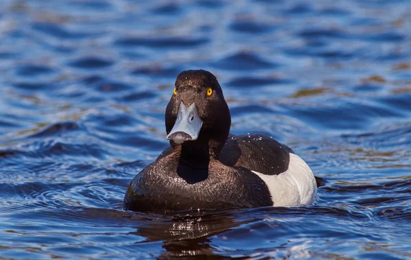 Muskus duck Stock Photos, Royalty Free Muskus duck Images | Depositphotos